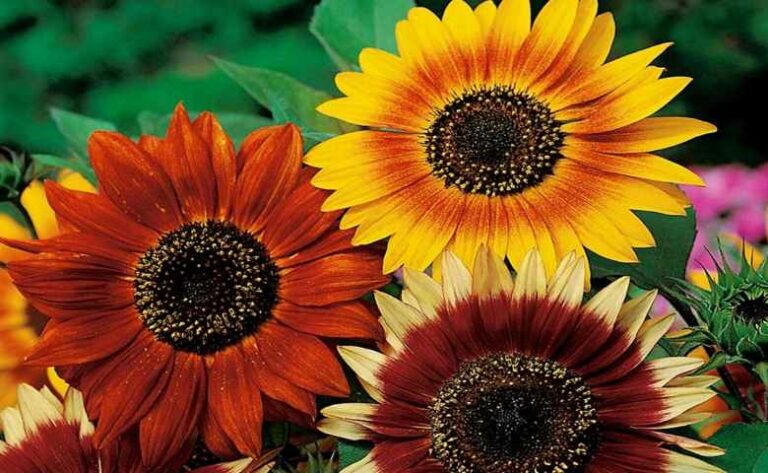 Ini Dia, 8 Tips Menanam Bunga Matahari yang Wajib Kamu Tahu!