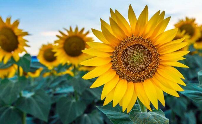 Ini Dia, 8 Tips Menanam Bunga Matahari yang Wajib Kamu Tahu!