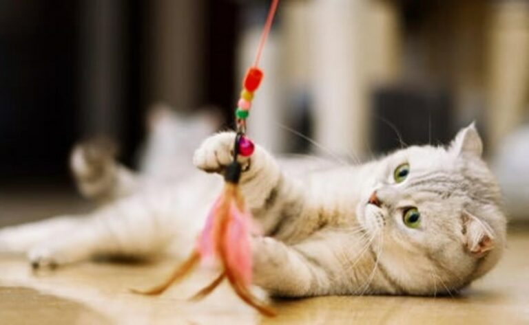 9 Mainan Kucing yang Disenangi dan Mudah untuk Dibuat