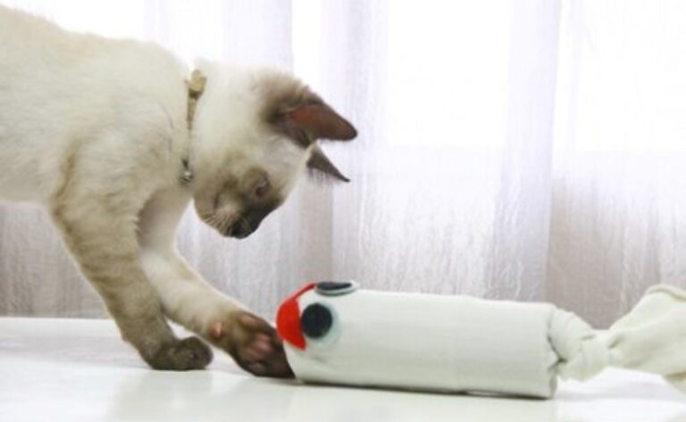 9 Mainan Kucing yang Disenangi dan Mudah untuk Dibuat