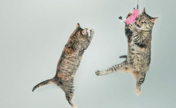 9 Mainan Kucing yang Disenangi dan Mudah untuk Dibuat