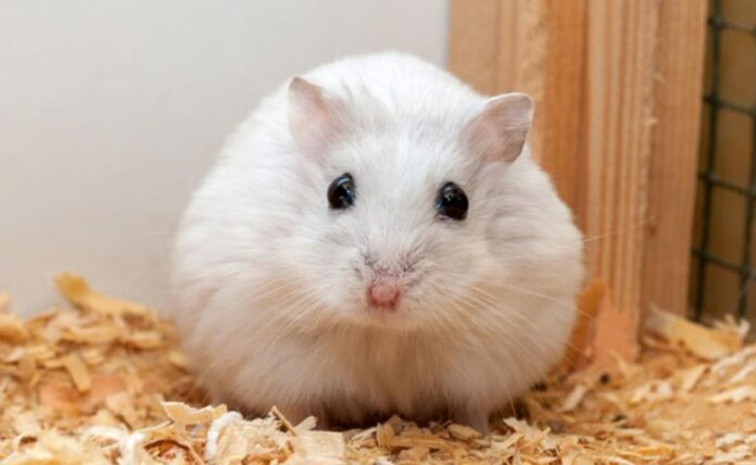 5 Jenis Hamster Jinak untuk Jadi Hewan Peliharaan