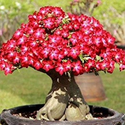 15 Jenis Tanaman Bonsai Terbaik - Tokopedia Blog