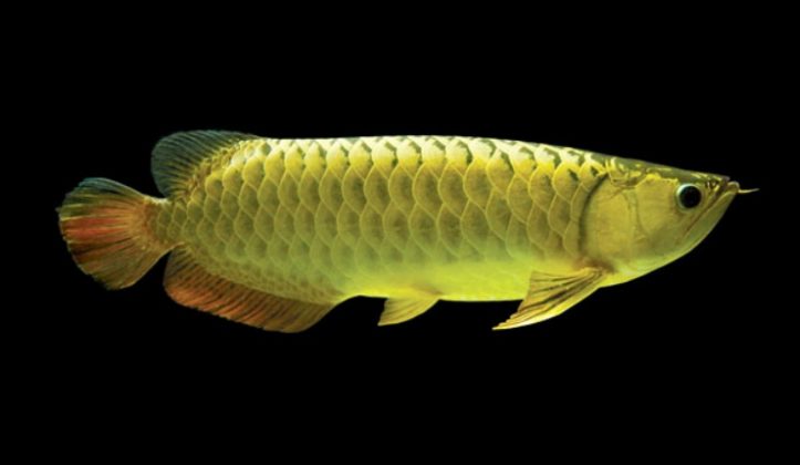 10 Jenis Ikan Arwana dan Harganya untuk Dipelihara - Tokopedia Blog