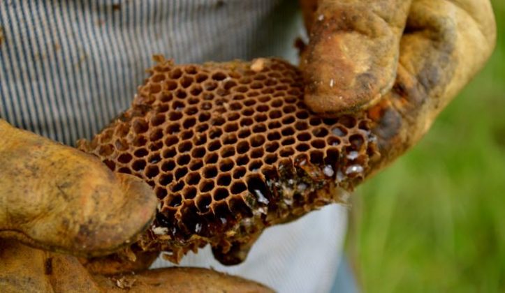 12 Macam Madu Asli Khas Indonesia yang Penuh Khasiat