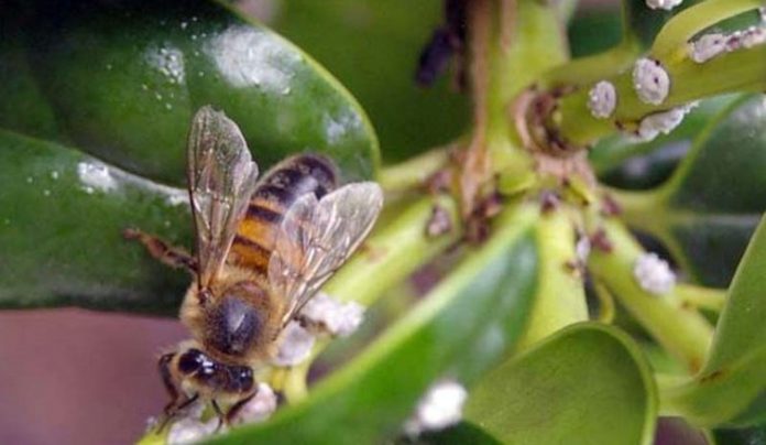 12 Macam Madu Asli Khas Indonesia yang Penuh Khasiat