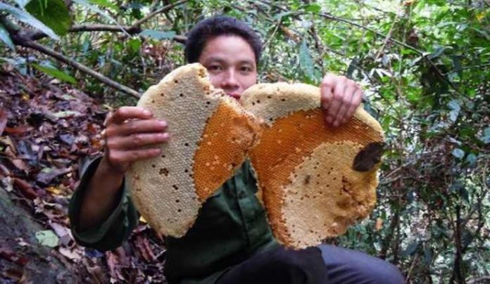 12 Macam Madu Asli Khas Indonesia yang Penuh Khasiat