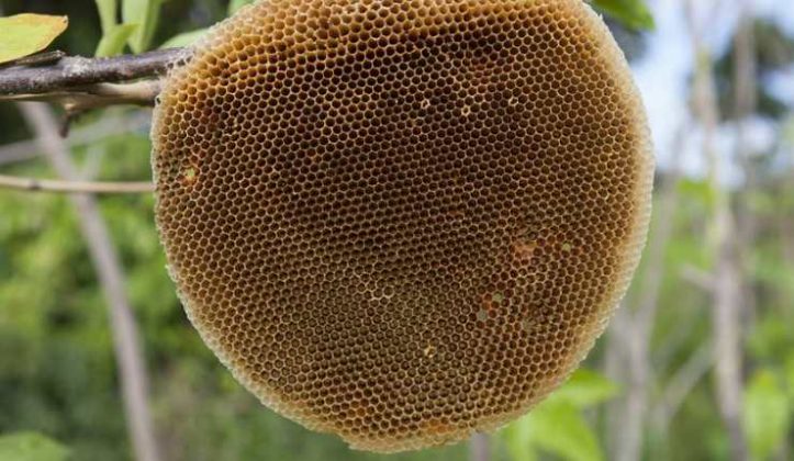 12 Macam Madu Asli Khas Indonesia yang Penuh Khasiat