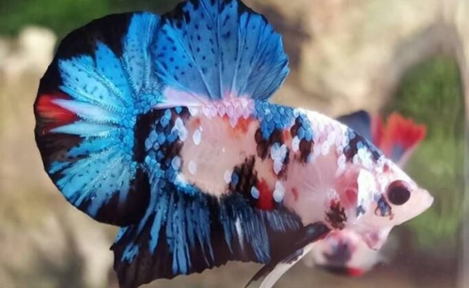 20 Jenis Ikan Cupang, Liar, Hias hingga Aduan - Tokopedia Blog