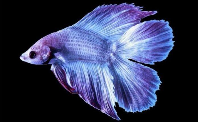20 Jenis Ikan Cupang, Liar, Hias hingga Aduan - Tokopedia Blog