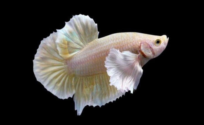 20 Jenis Ikan Cupang, Liar, Hias hingga Aduan - Tokopedia Blog