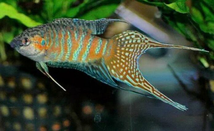 20 Jenis Ikan Cupang, Liar, Hias hingga Aduan - Tokopedia Blog