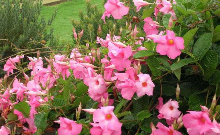 15 Tanaman Rambat Berbunga untuk Percantik Taman - Tokopedia Blog