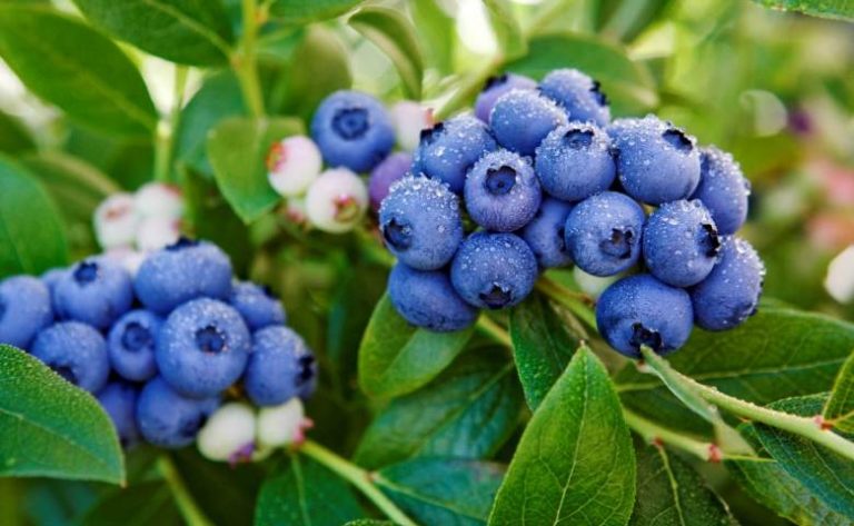 15 Manfaat Buah Blueberry untuk Kesehatan dan Kecantikan - Tokopedia Blog