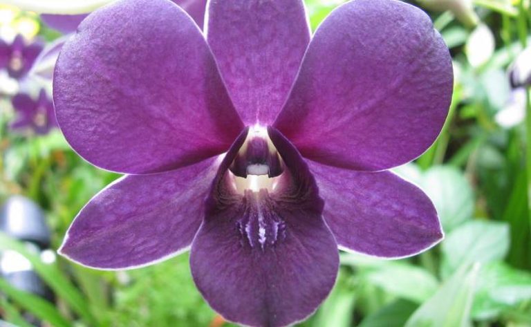 20 Macam-macam Bunga Anggrek Terfavorit - Tokopedia Blog