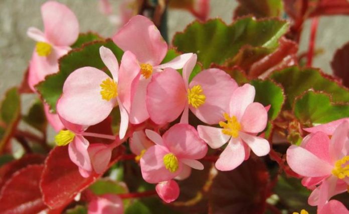 15 Tanaman Rambat Berbunga untuk Percantik Taman - Tokopedia Blog