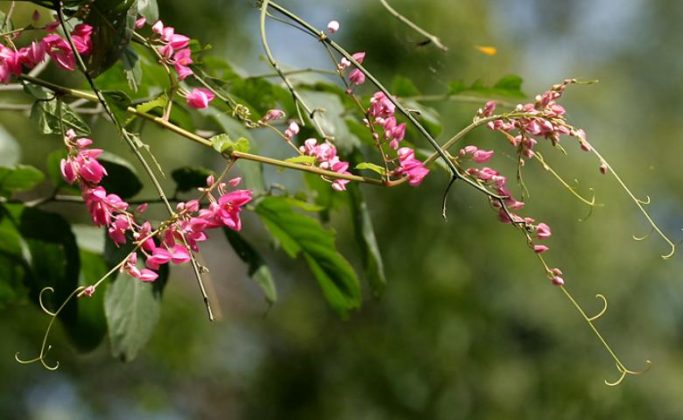 15 Tanaman Rambat Berbunga untuk Percantik Taman - Tokopedia Blog