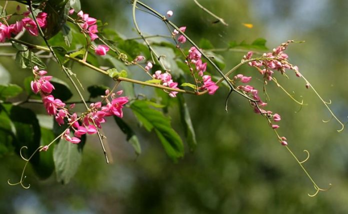 15 Tanaman Rambat Berbunga untuk Percantik Taman - Tokopedia Blog