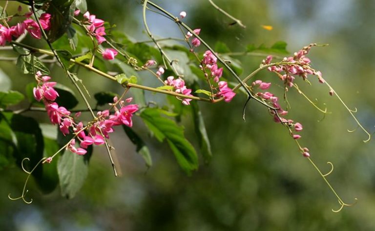 15 Tanaman Rambat Berbunga untuk Percantik Taman - Tokopedia Blog