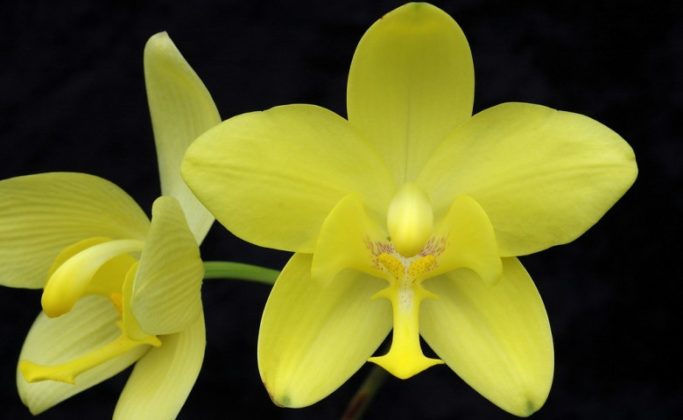 20 Macam-macam Bunga Anggrek Terfavorit - Tokopedia Blog