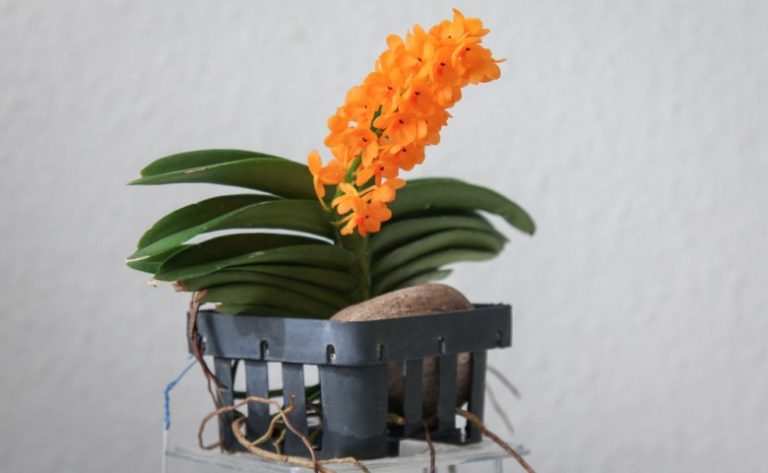 20 Macam-macam Bunga Anggrek Terfavorit - Tokopedia Blog