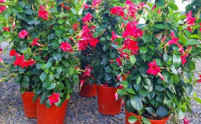 15 Tanaman Rambat Berbunga untuk Percantik Taman - Tokopedia Blog