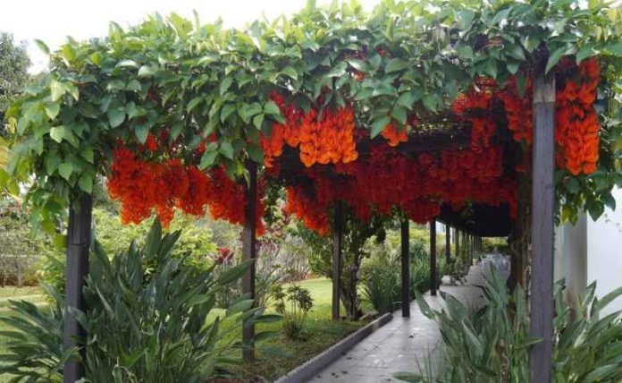 15 Tanaman Rambat Berbunga untuk Percantik Taman - Tokopedia Blog