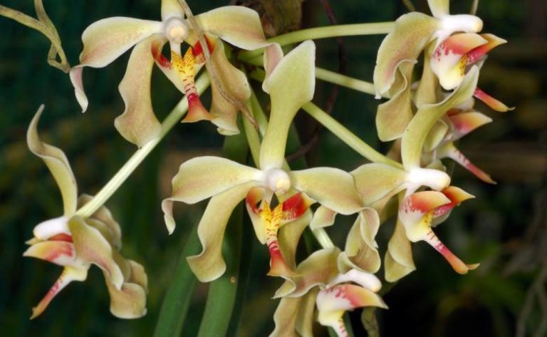 20 Macam-macam Bunga Anggrek Terfavorit - Tokopedia Blog