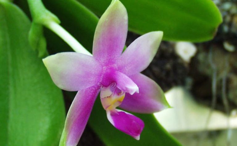 20 Macam-macam Bunga Anggrek Terfavorit - Tokopedia Blog