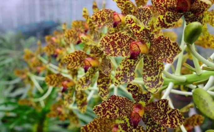 20 Macam-macam Bunga Anggrek Terfavorit - Tokopedia Blog