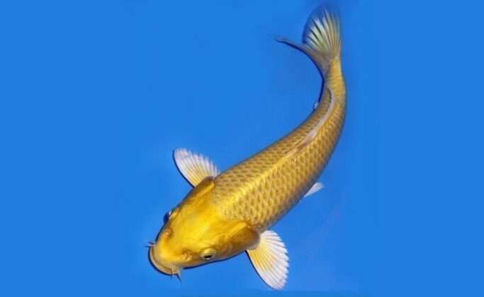 25 Jenis Ikan Koi Tercantik dan Terfavorit serta Karakteristiknya