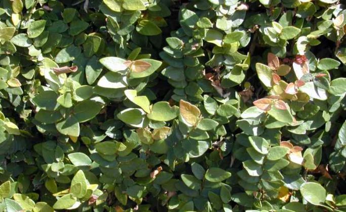 15 Tanaman Rambat Berbunga untuk Percantik Taman - Tokopedia Blog