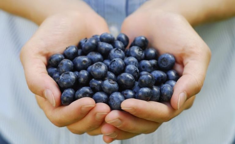 15 Manfaat Buah Blueberry untuk Kesehatan dan Kecantikan - Tokopedia Blog