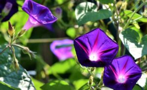 15 Tanaman Rambat Berbunga untuk Percantik Taman - Tokopedia Blog