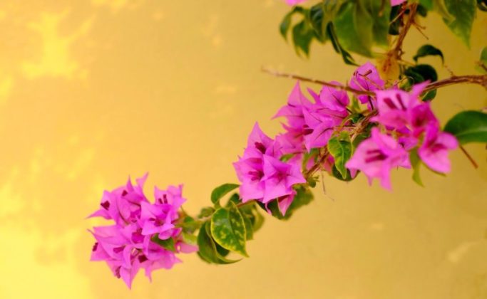 15 Tanaman Rambat Berbunga untuk Percantik Taman - Tokopedia Blog