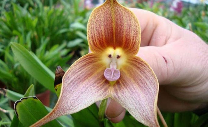 20 Macam-macam Bunga Anggrek Terfavorit - Tokopedia Blog