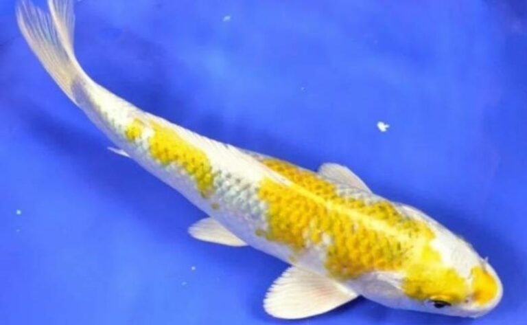 25 Jenis Ikan Koi Tercantik dan Terfavorit serta Karakteristiknya