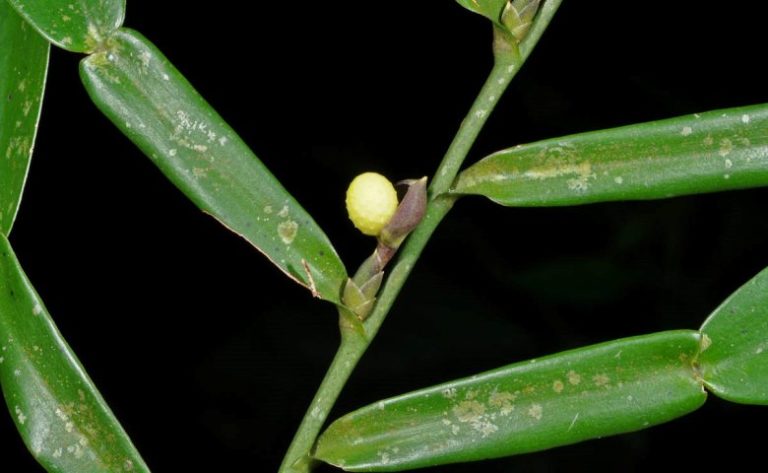 15 Tanaman Rambat Berbunga untuk Percantik Taman - Tokopedia Blog