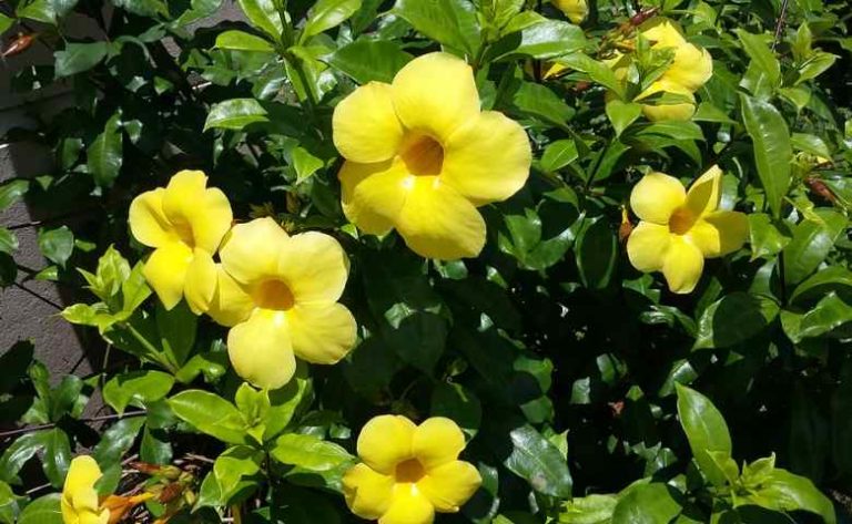 15 Tanaman Rambat Berbunga untuk Percantik Taman - Tokopedia Blog