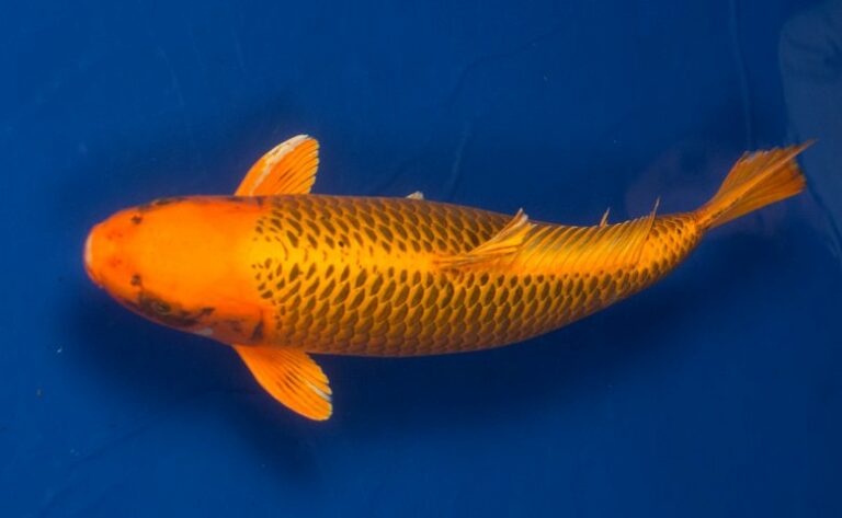 25 Jenis Ikan Koi Tercantik dan Terfavorit serta Karakteristiknya