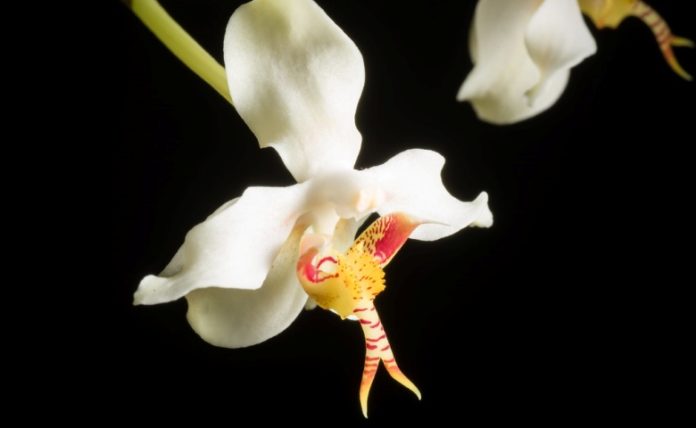 20 Macam-macam Bunga Anggrek Terfavorit - Tokopedia Blog