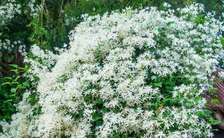 15 Tanaman Rambat Berbunga untuk Percantik Taman - Tokopedia Blog