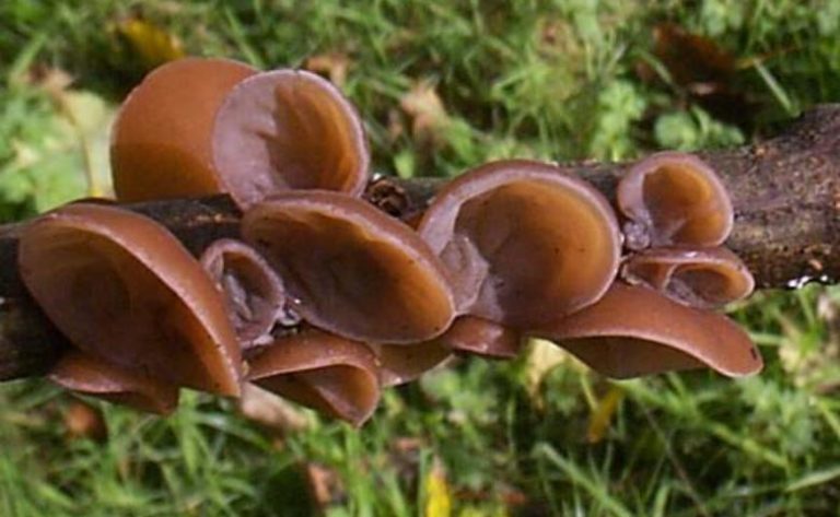 15 Jenis Jamur yang Bisa Dimakan dan Bernutrisi