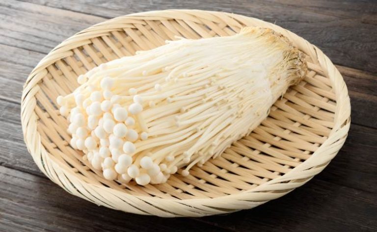 15 Jenis Jamur yang Bisa Dimakan dan Bernutrisi