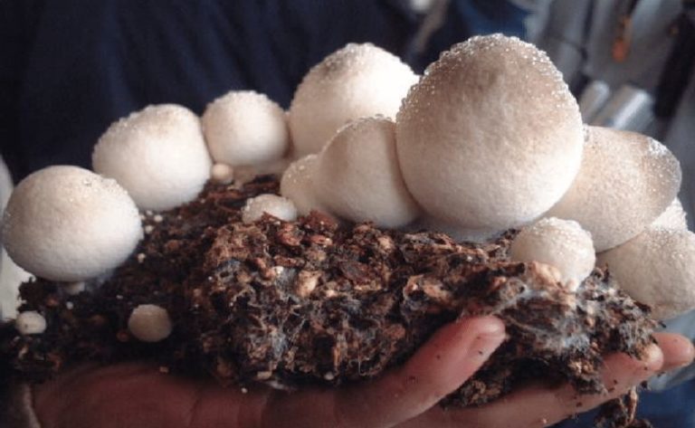 15 Jenis Jamur yang Bisa Dimakan dan Bernutrisi