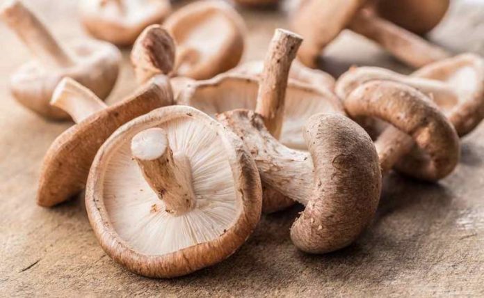 15 Jenis Jamur yang Bisa Dimakan dan Bernutrisi