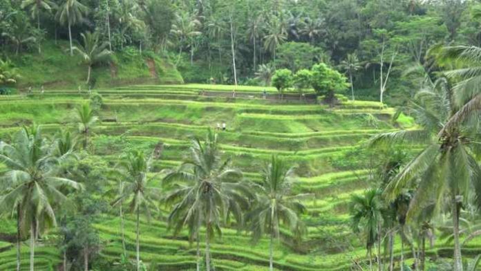 15 Tempat Wisata di Ubud Pilihan Terbaik - Tokopedia Blog