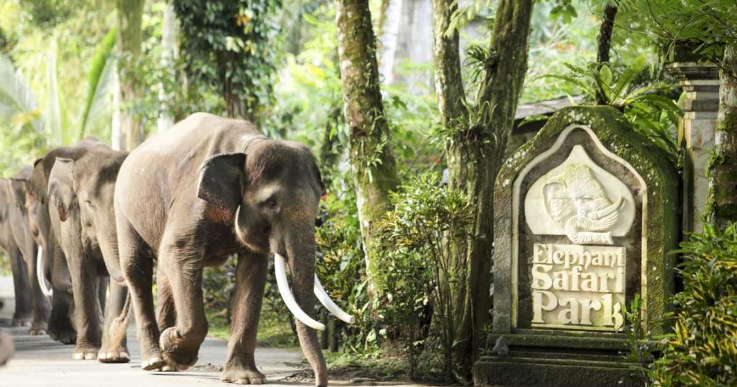 15 Tempat Wisata di Ubud Pilihan Terbaik - Tokopedia Blog