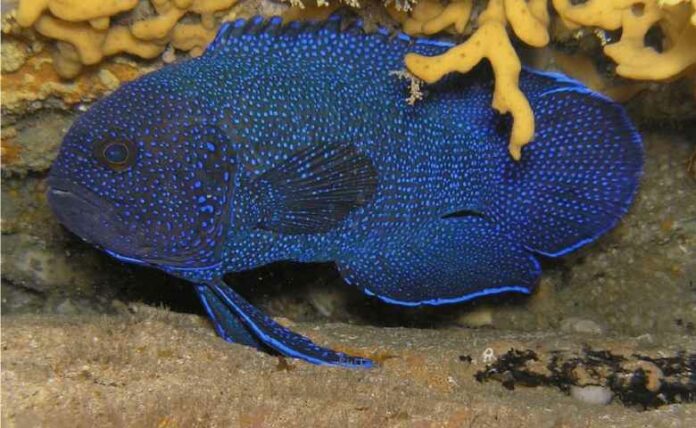 20 Ikan Hias Air Laut yang Mudah Dipelihara - Tokopedia Blog