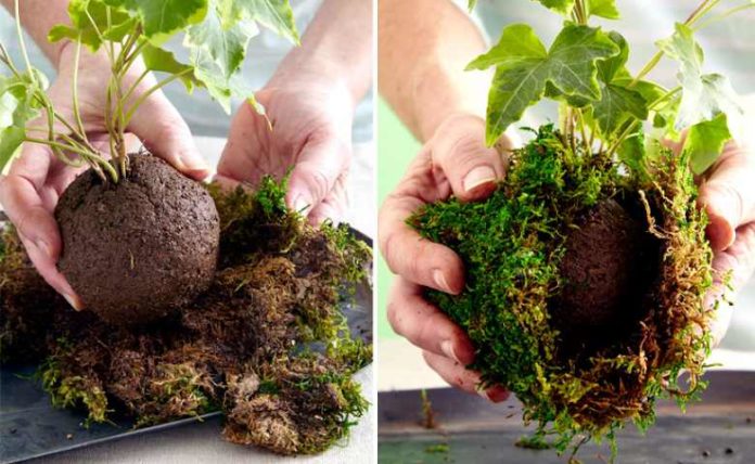 7 Cara Membuat Kokedama Mudah dan Sederhana